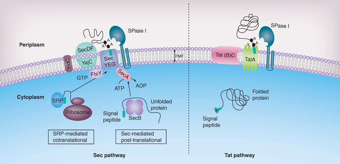 Application of surfomics to develop vaccines against antibiotic ... Application of surfomics to develop vaccines against antibiotic ...